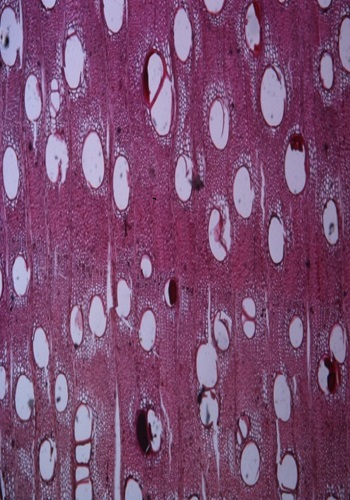 Acacia nilotica (Linn.) Delile