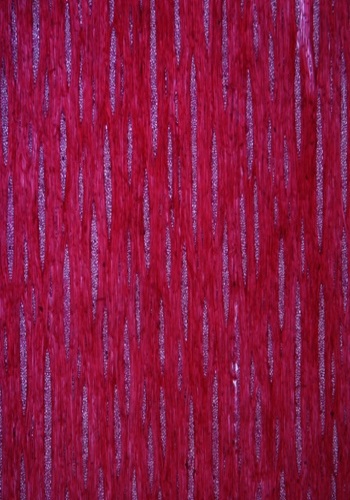 Acacia nilotica (Linn.) Delile