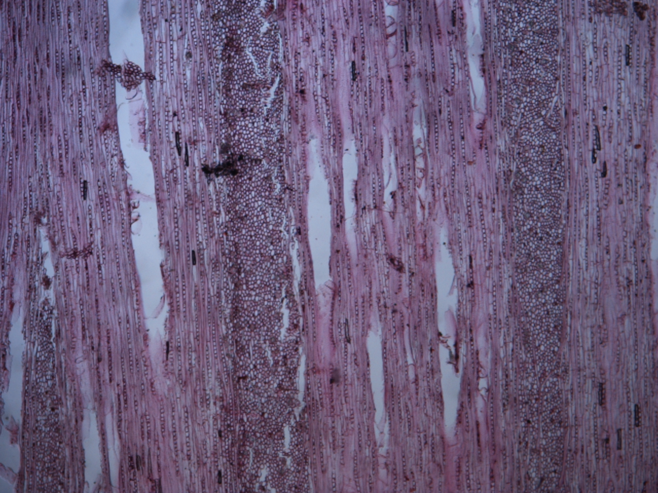 Quercus incana Roxb